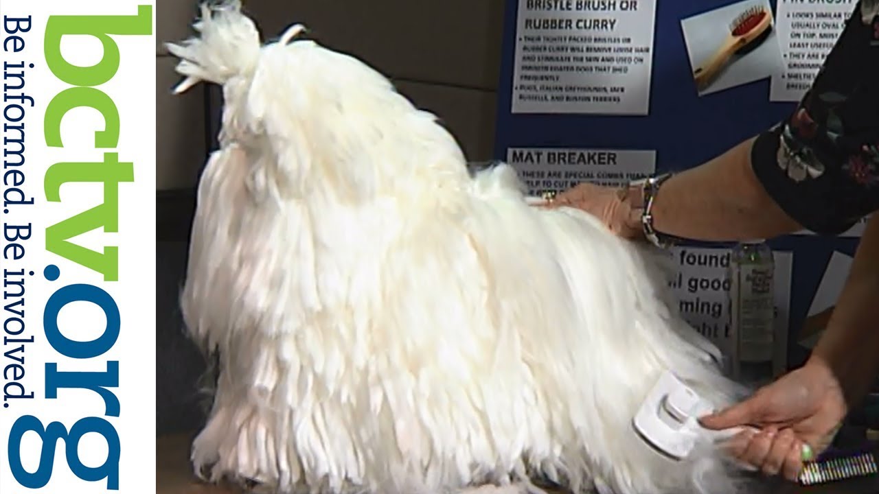 5 Strands Affordable Pet Test and DIY Grooming Tips 10-26-18 - BCTV