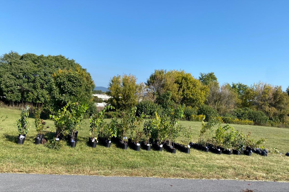 Master Watershed Stewards Host 3rd Annual Native Tree & Shrub ...