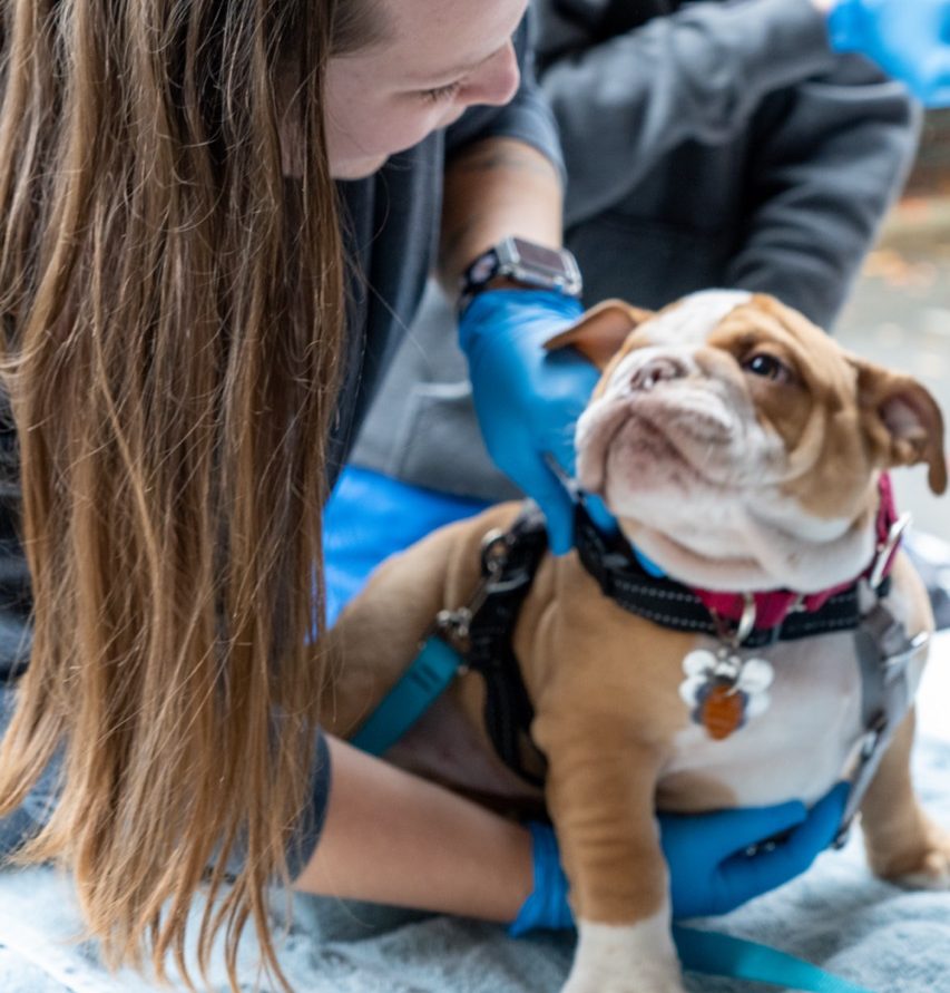 ARL, Subaru Loves Pets, Steve Moyer Subaru to Offer Free Vaccines ...