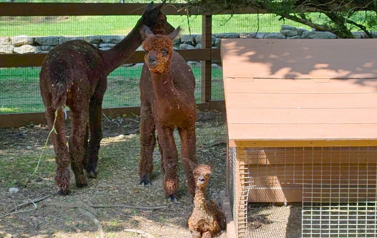 LV Zoo Welcomes a Newborn Alpaca - BCTV