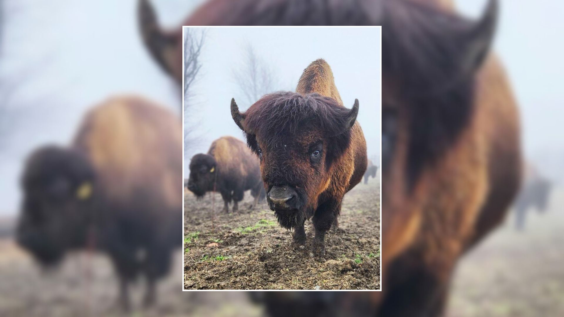 County of Lehigh, LV Zoo Mourn Loss of 20-year-old Bison - BCTV