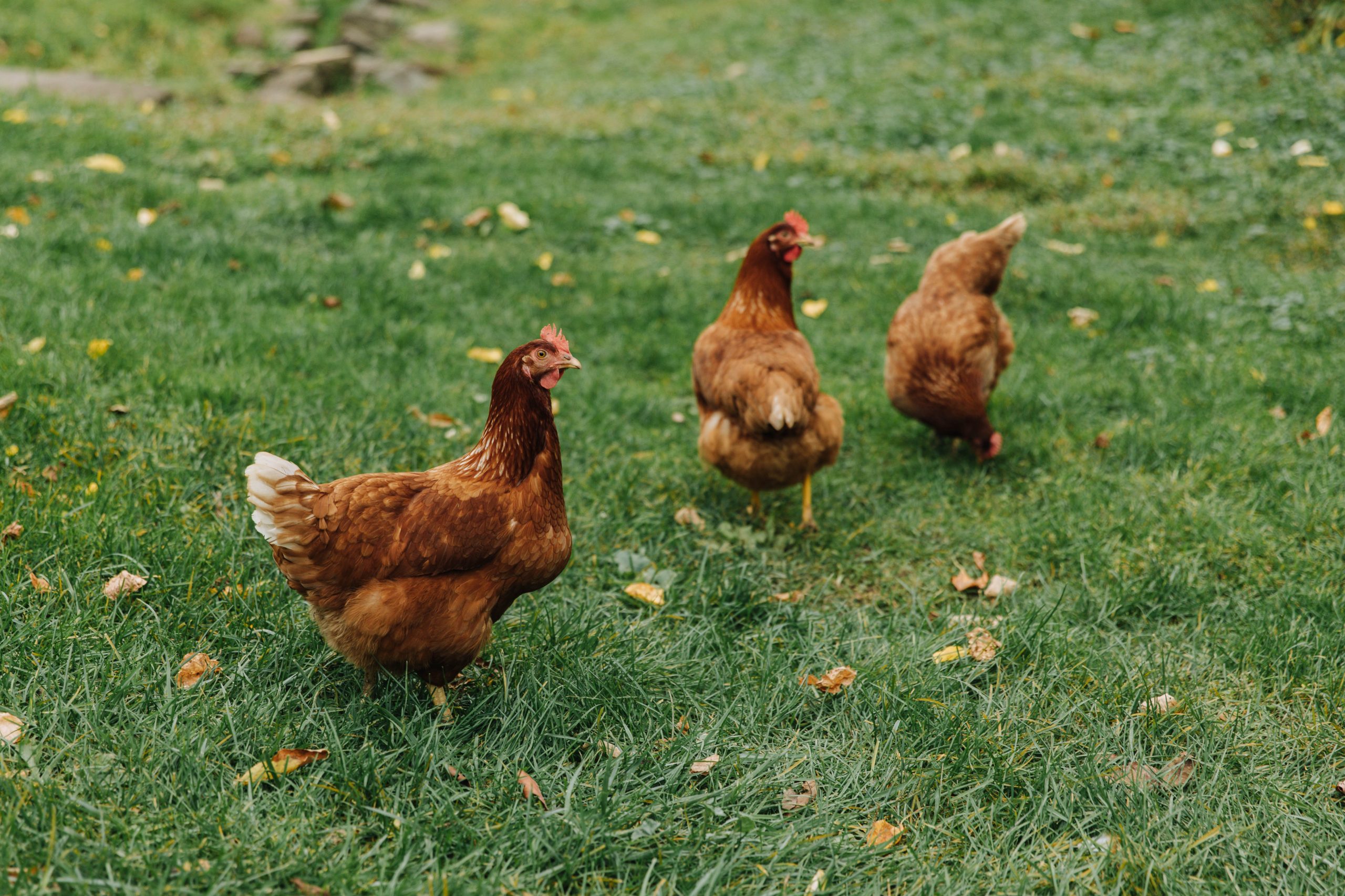 Bird Flu Cases on the Rise in PA as the State Expands Testing ...