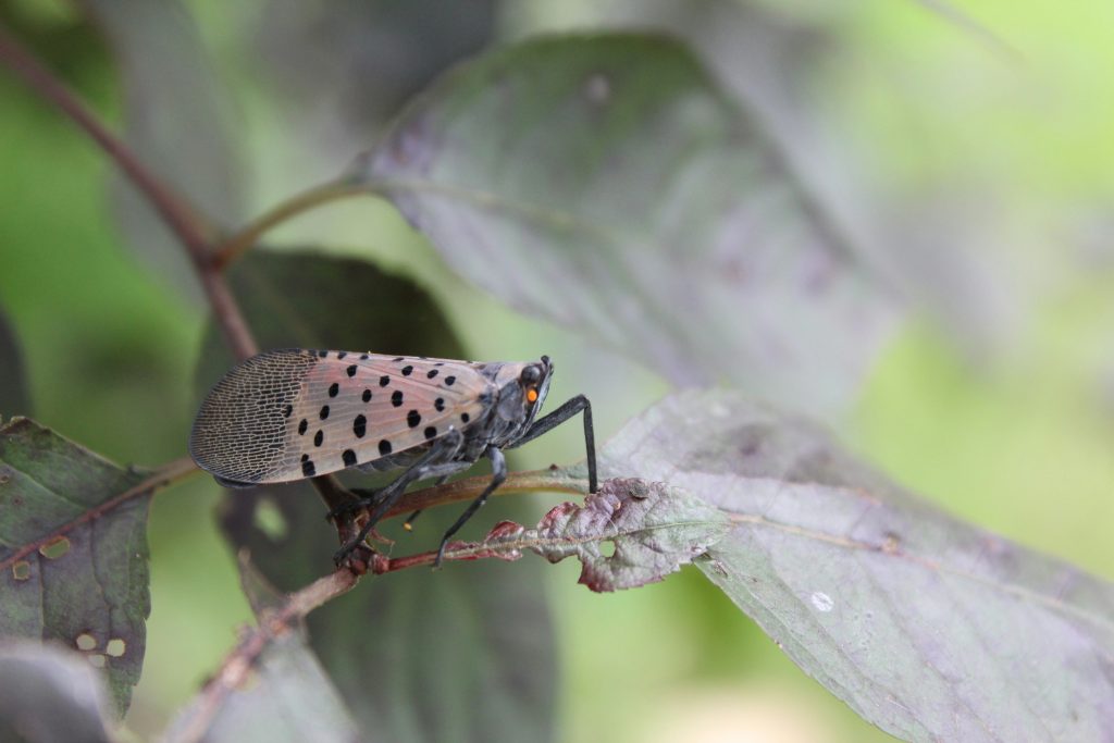 Natural Insect Predators May Serve as Allies in Spotted Lanternfly ...