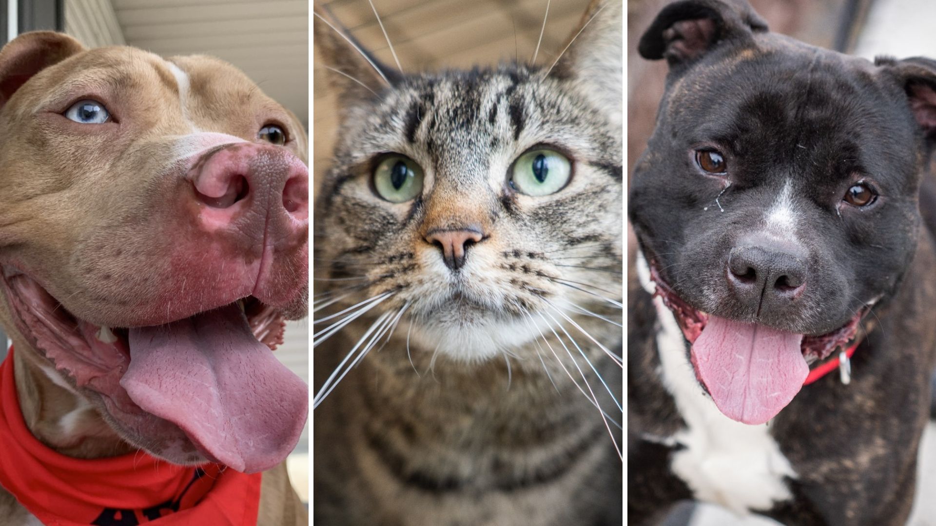 Animal Rescue League to Host Sponsored Adoption Weekend - BCTV