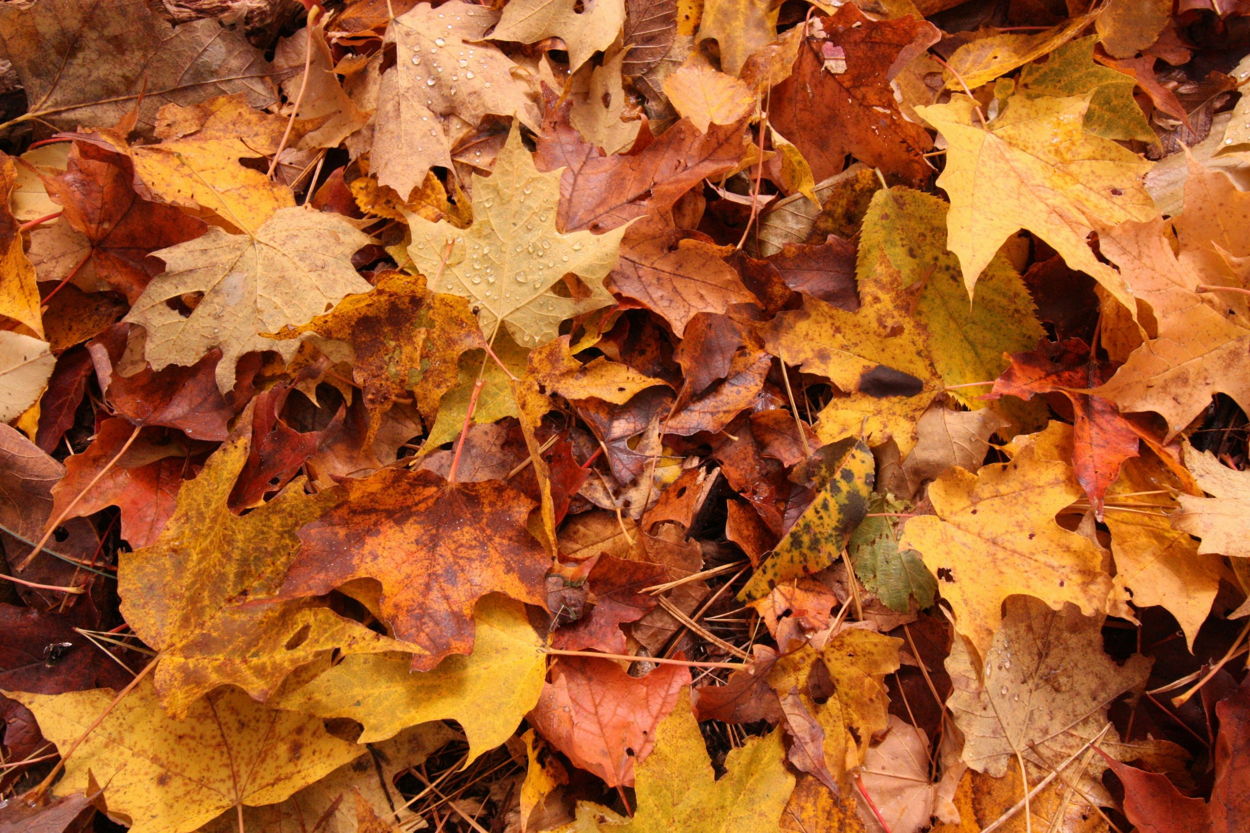 City of Reading's 2025 Curbside Leaf Collection - BCTV
