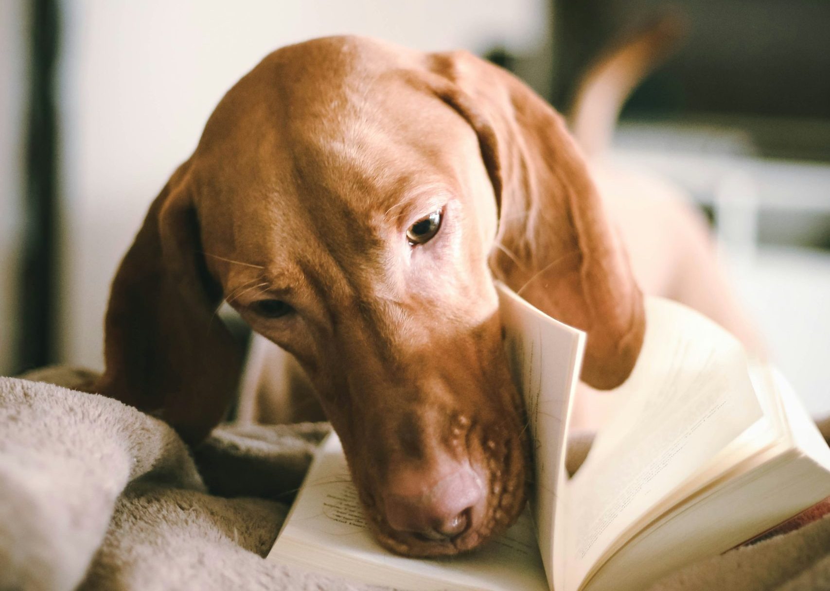 Reading District Libraries Launch Fourth Annual 'Pages for Pets ...